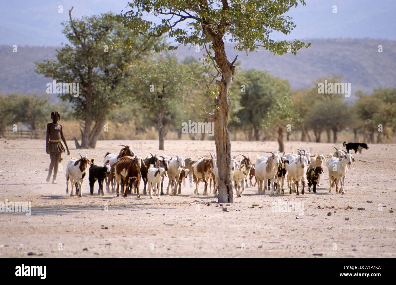 Himba girl herding goats and sheep, Namibia Stock Photo - Alamy
