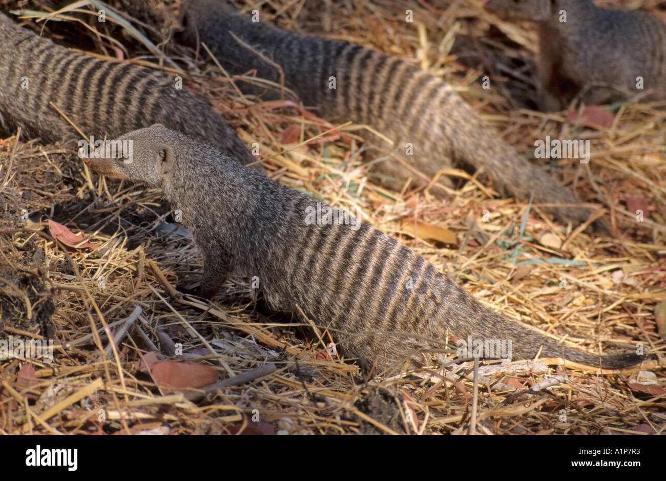 Banden mongoose hi-res stock photography and images - Alamy