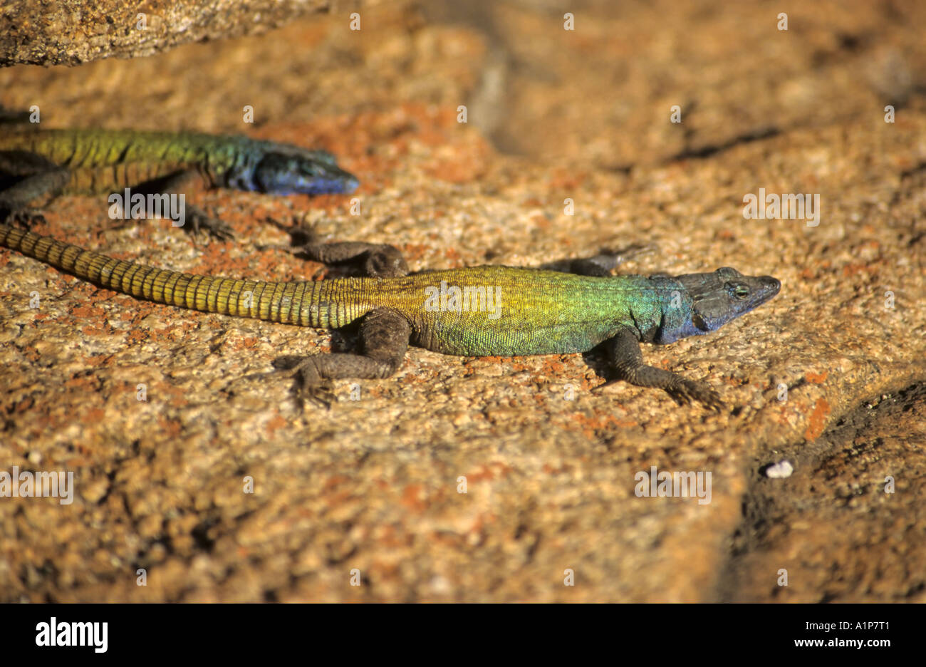 Lizards, Matopos National Park, Zimbabwe Stock Photo - Alamy