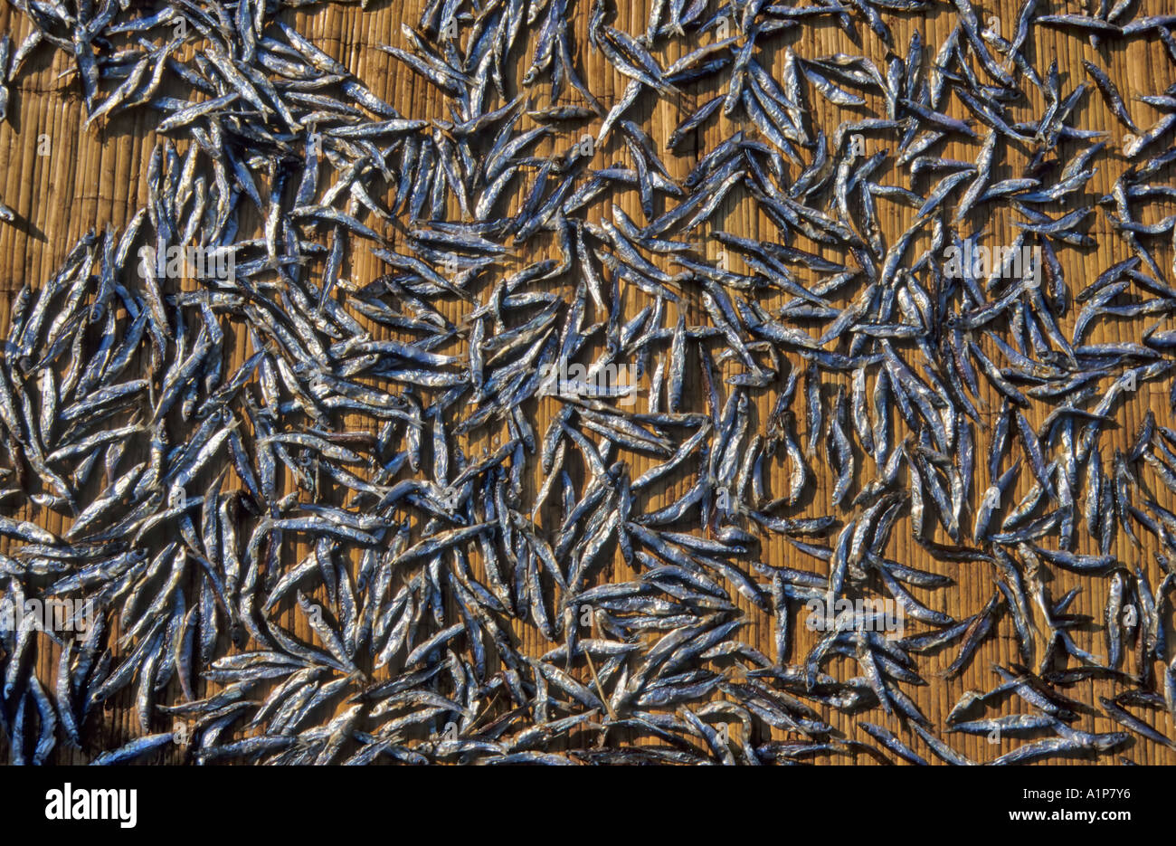 Fish drying in the sun, Malawi Stock Photo - Alamy
