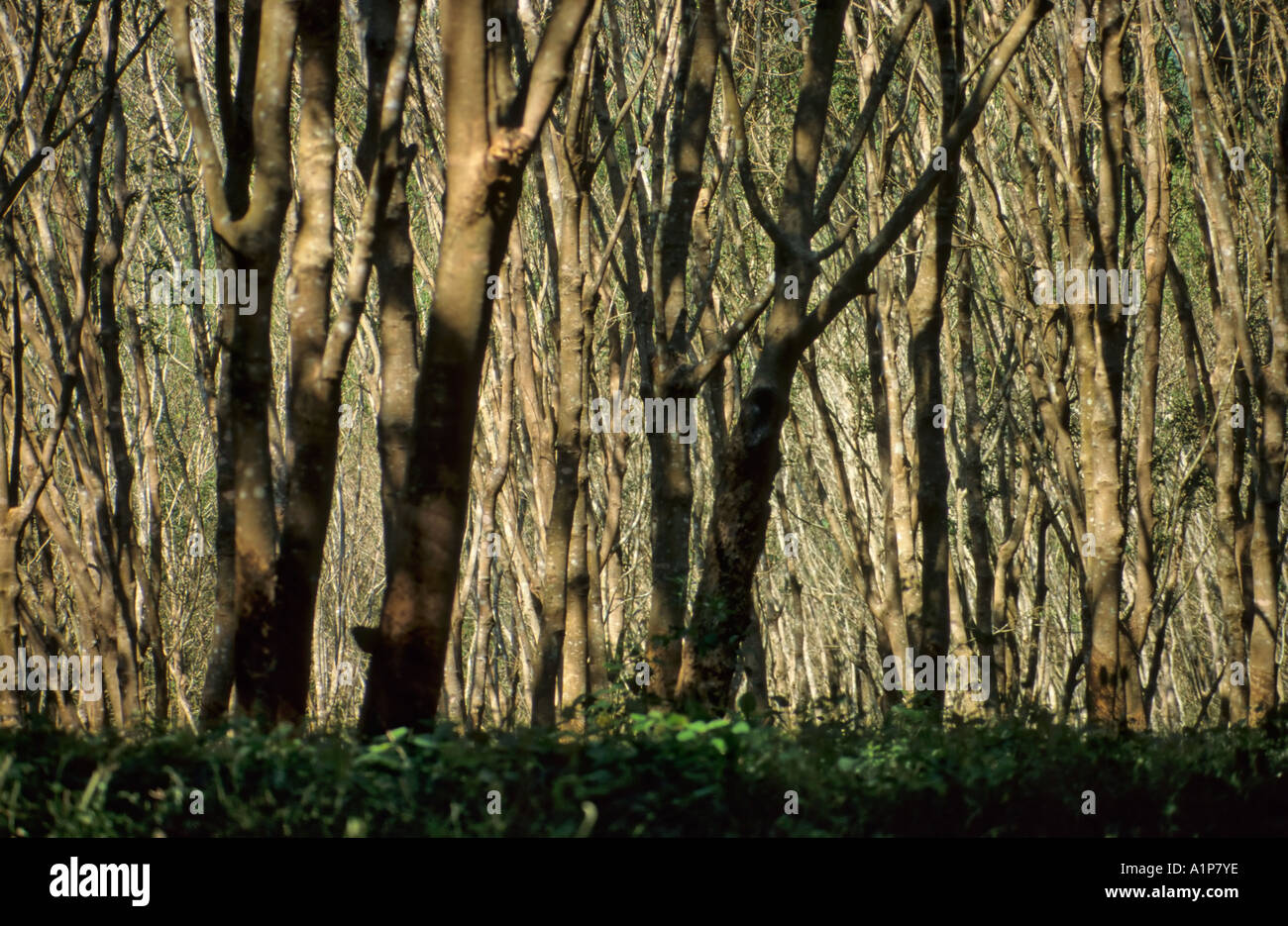 African rubber tree hi-res stock photography and images - Alamy