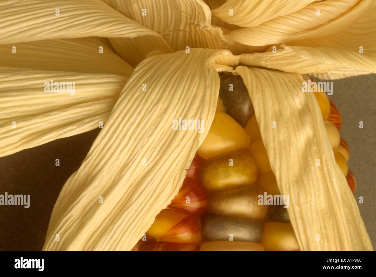 Ornamental corn hi-res stock photography and images - Alamy