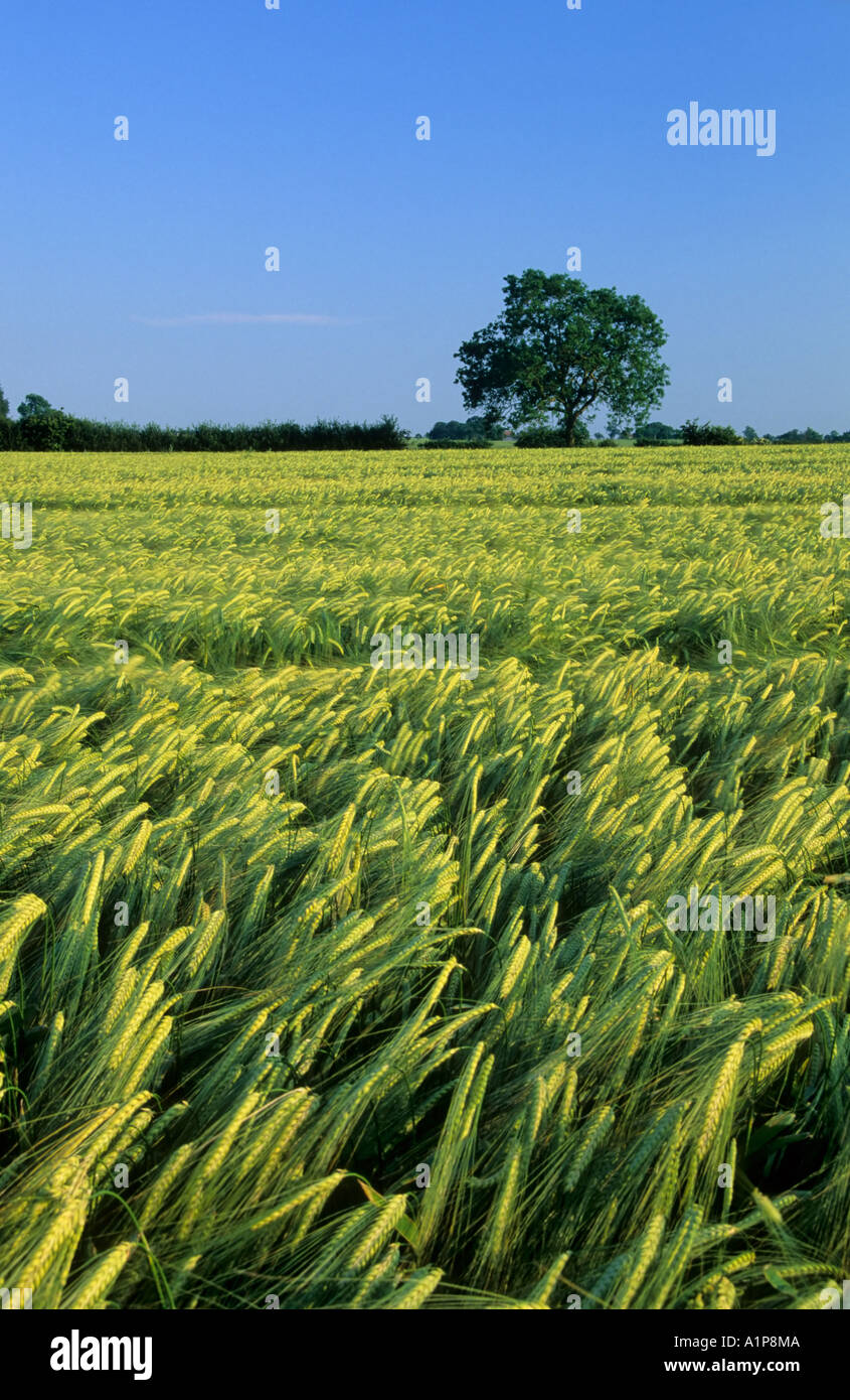 Field of Barley, North Yorkshire, England Stock Photo - Alamy