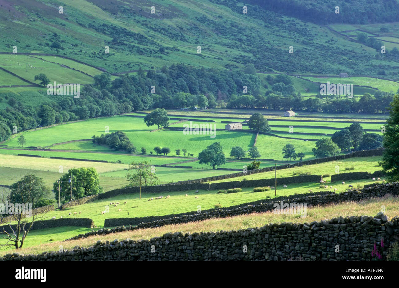 Parque nacional yorkshire dale hi-res stock photography and images - Alamy