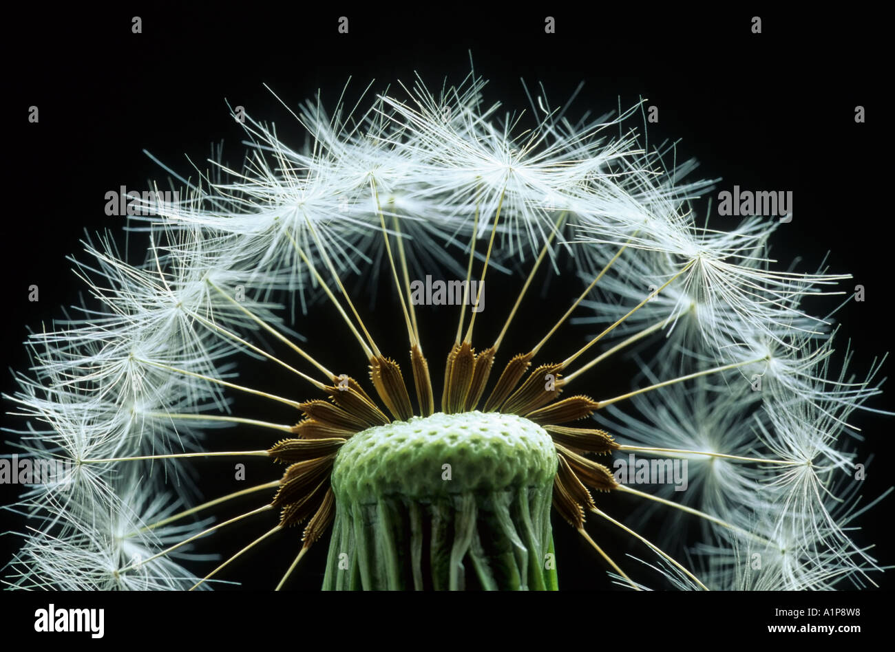 Dandelion clock against black background Stock Photo - Alamy