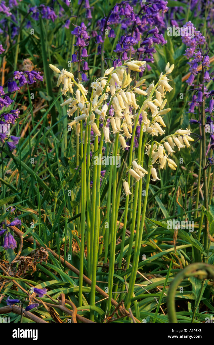 Hutton rugby hi-res stock photography and images - Alamy