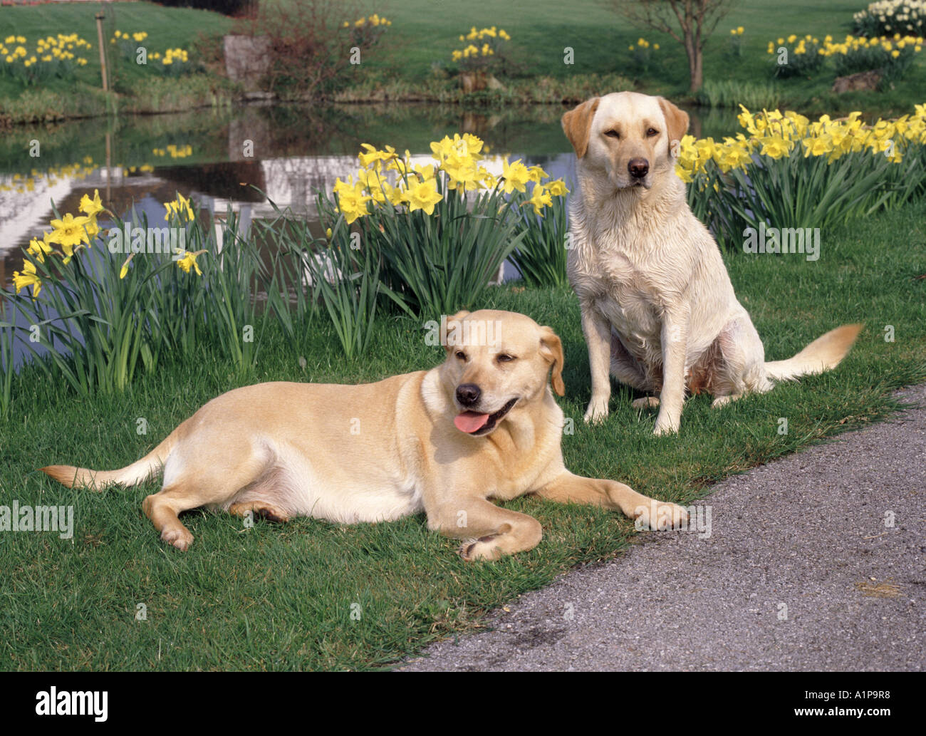 Two Labrador dogs posing beside spring display of daffodil flowers one ...