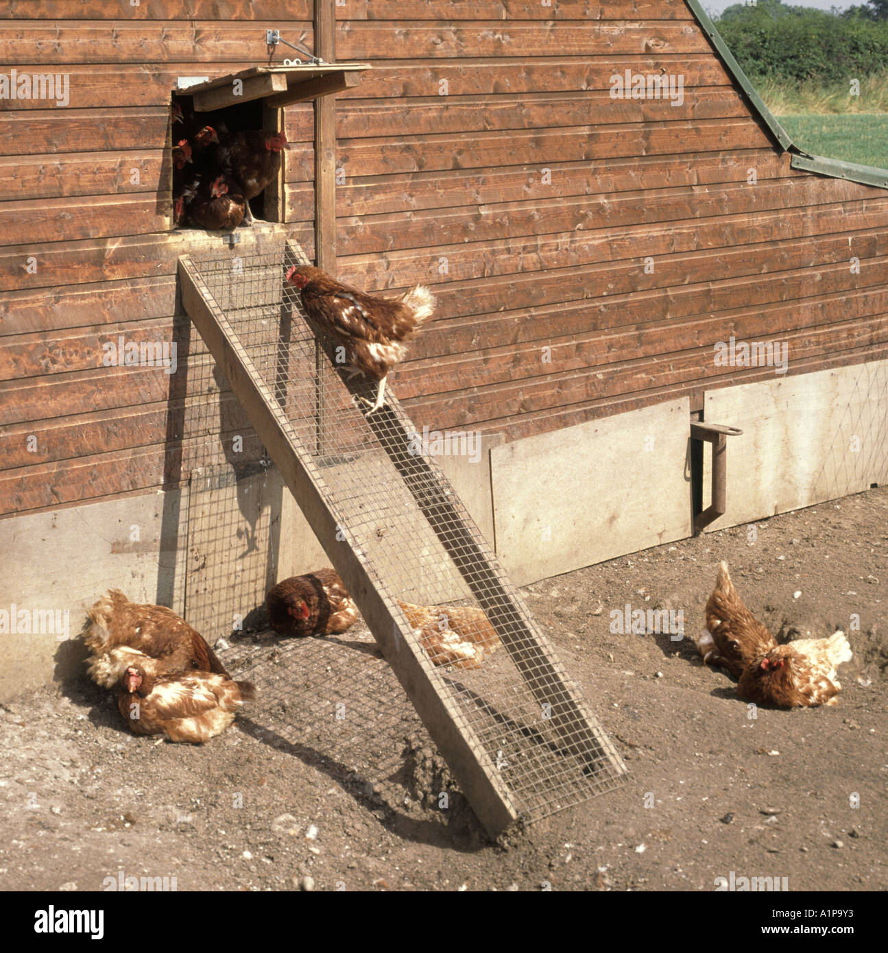 Chickens with outdoor access hi-res stock photography and images - Alamy