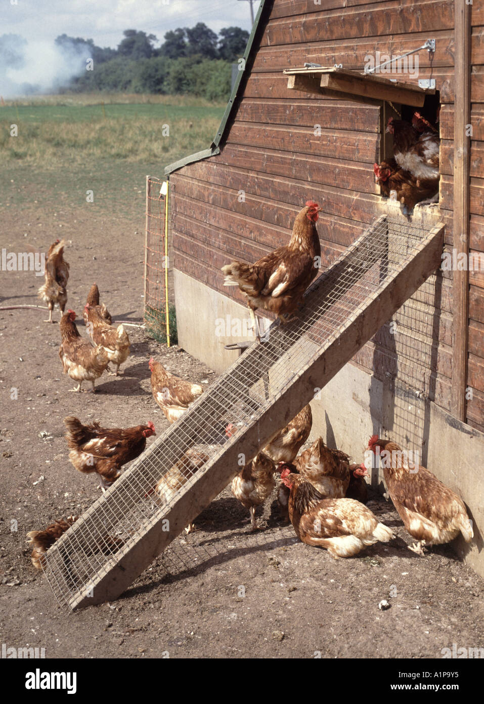 Hens Raised Outdoors High Resolution Stock Photography and Images - Alamy