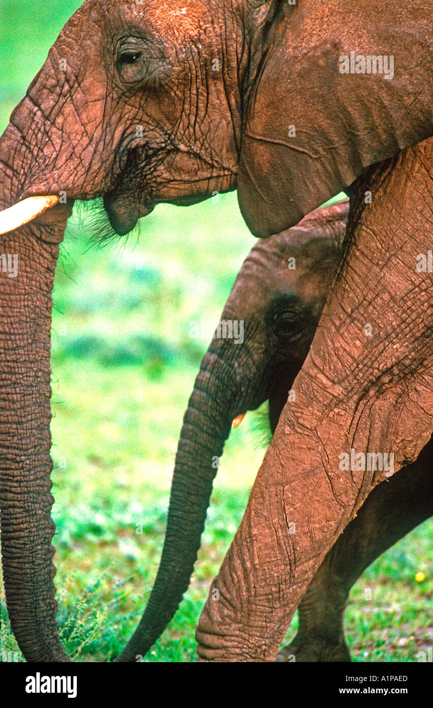 Graphic trunks and legs image of elephant walking with baby Serengeti ...