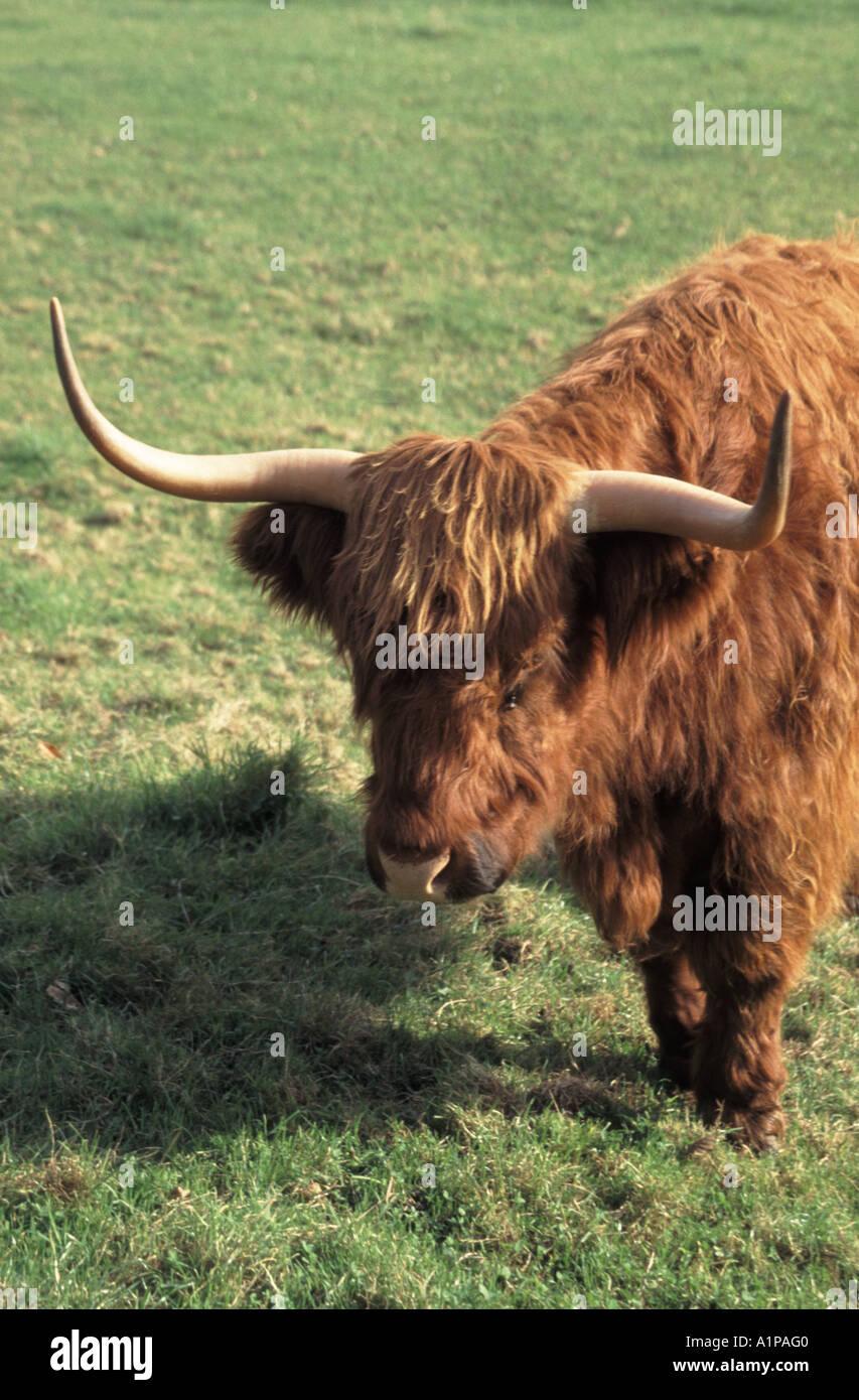 Close up portrait of head & horns of Highland cow a hardy Scottish ...