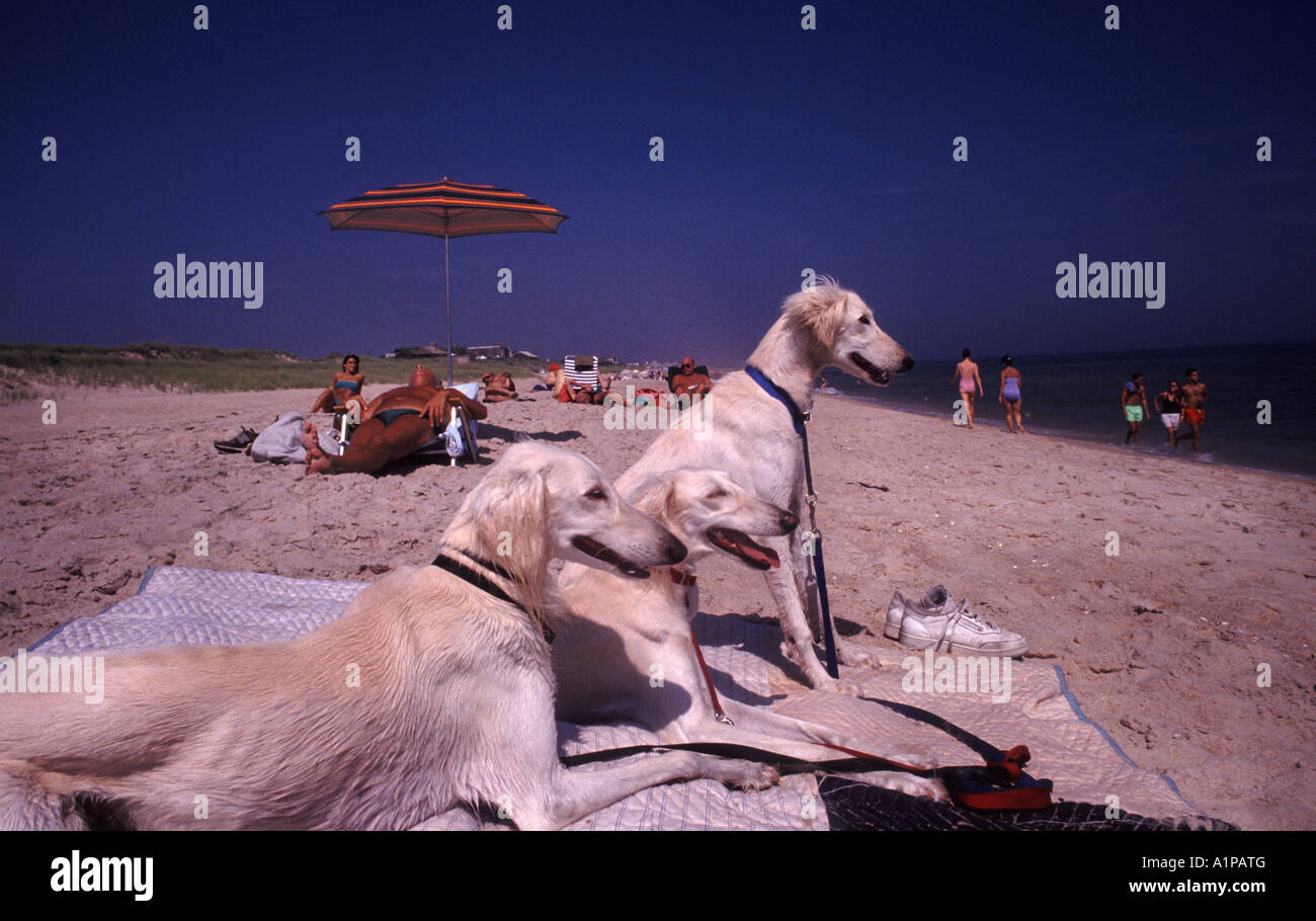 Three Borzoi dogs belonging to Charles Gwathmey prominent US architect ...