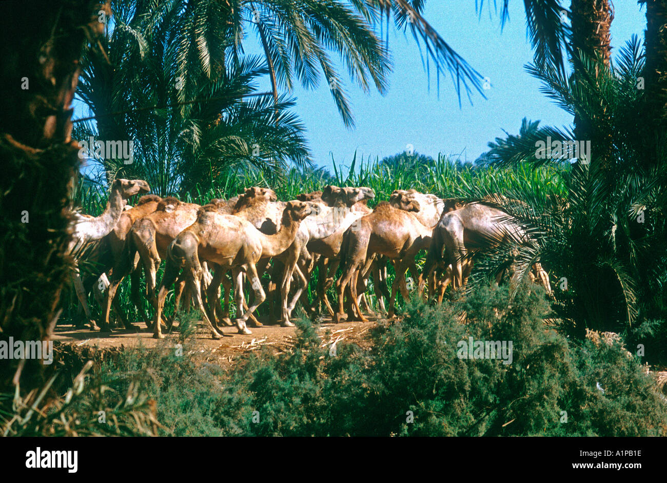 Camel drive palm trees Egypt Stock Photo - Alamy