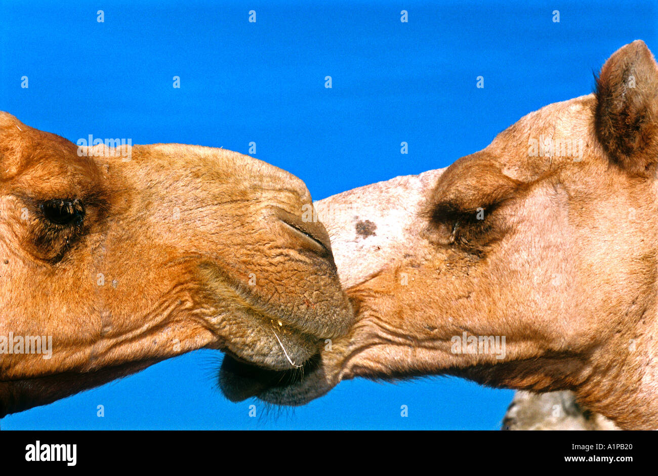 Camel's nose hi-res stock photography and images - Alamy
