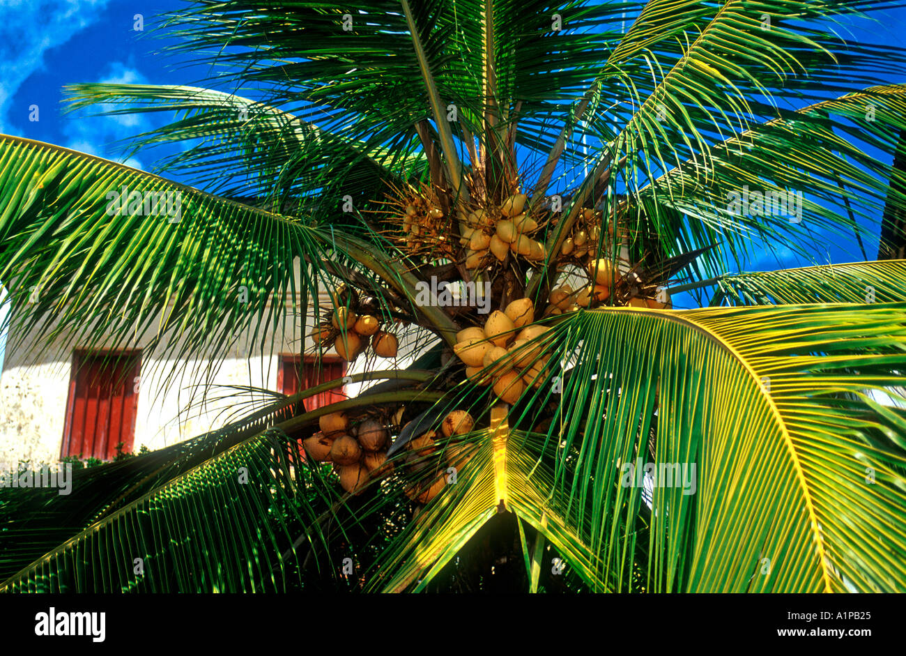 Coconut palm tree Zanzibar Tanzania Stock Photo - Alamy