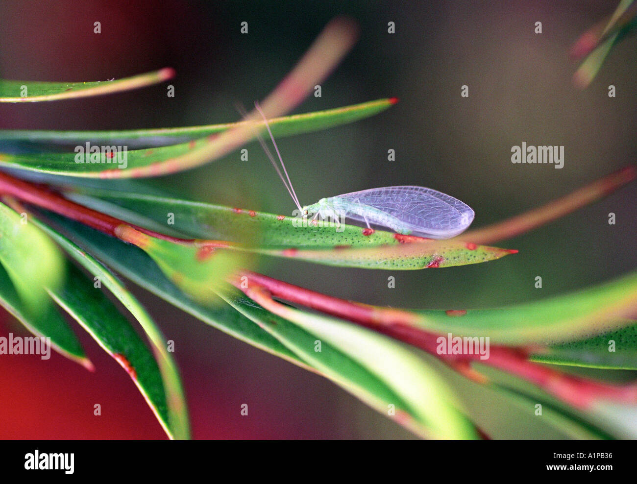Lacewing insect on a plant Stock Photo - Alamy