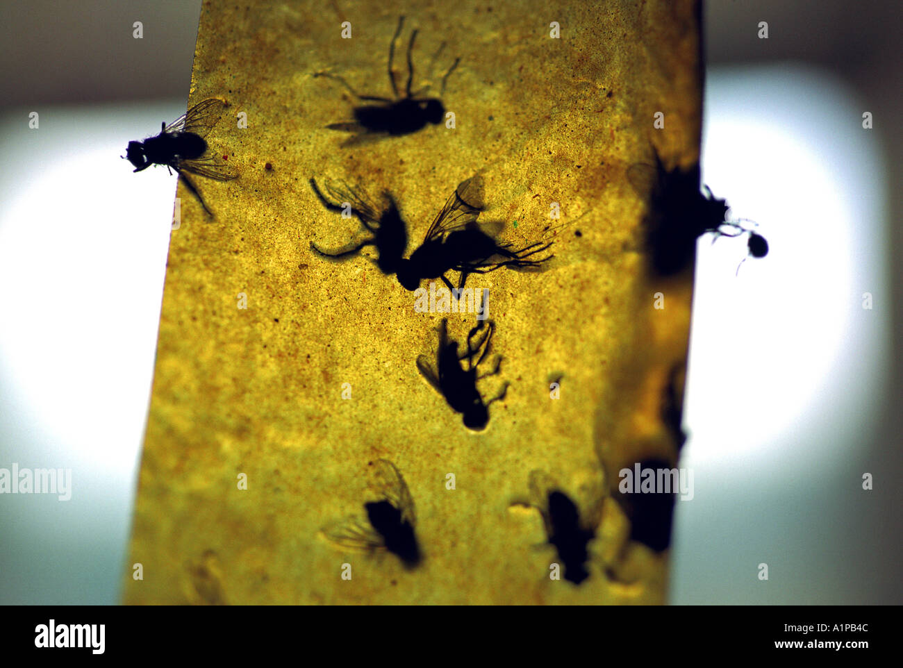 Stuck to death hi-res stock photography and images - Alamy