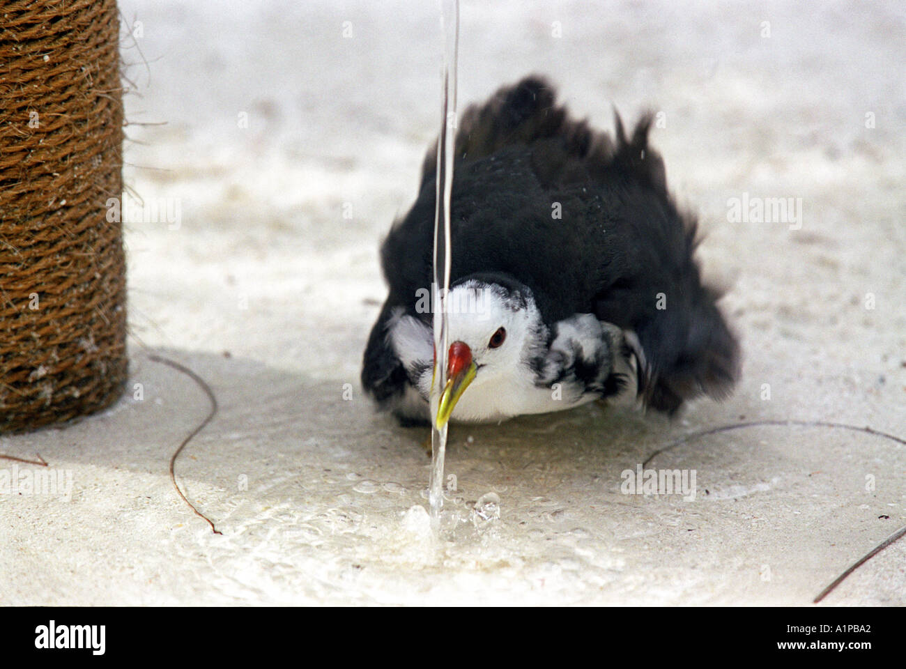 Maldivian Water Hen drinking water from a tap in the Maldives Stock ...