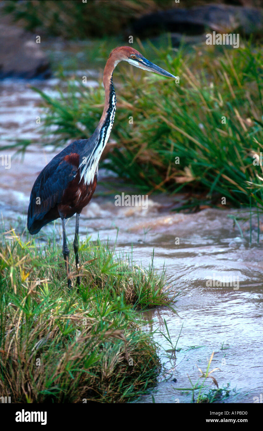 Goliath heron fishing hi-res stock photography and images - Alamy