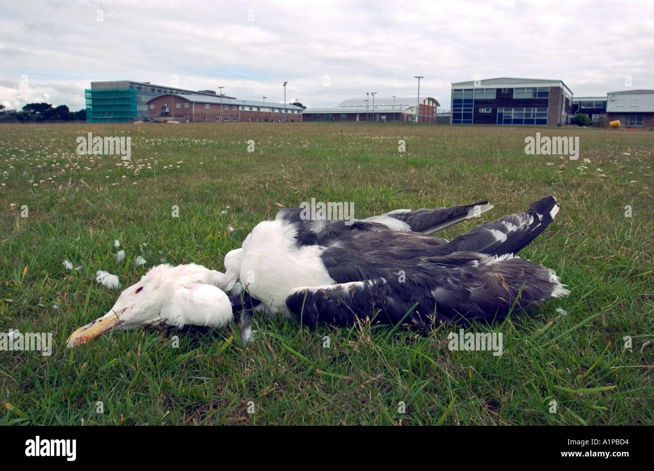 Seagull mortality hi-res stock photography and images - Alamy