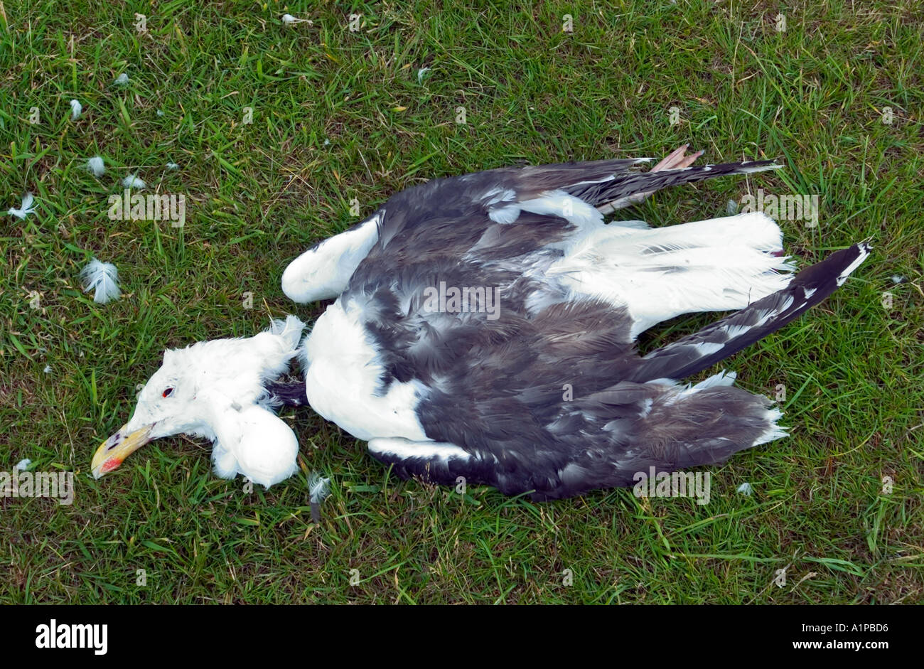Seagull mortality hi-res stock photography and images - Alamy