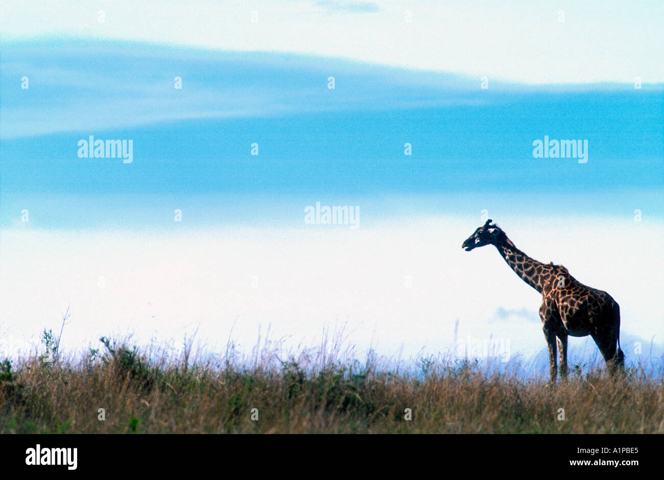 Giraffe on African plains Stock Photo - Alamy