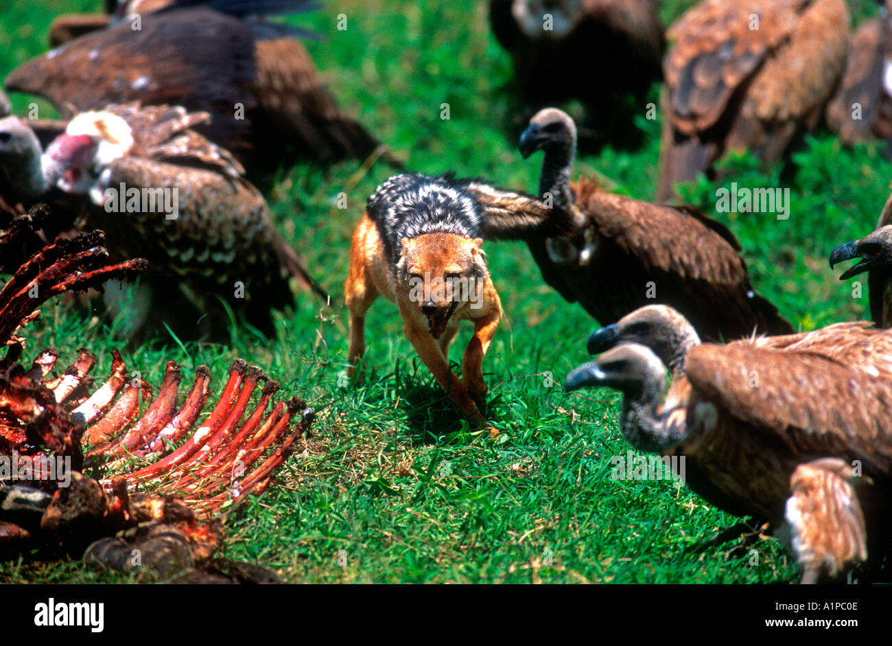 Tanzanian attractions hi-res stock photography and images - Alamy