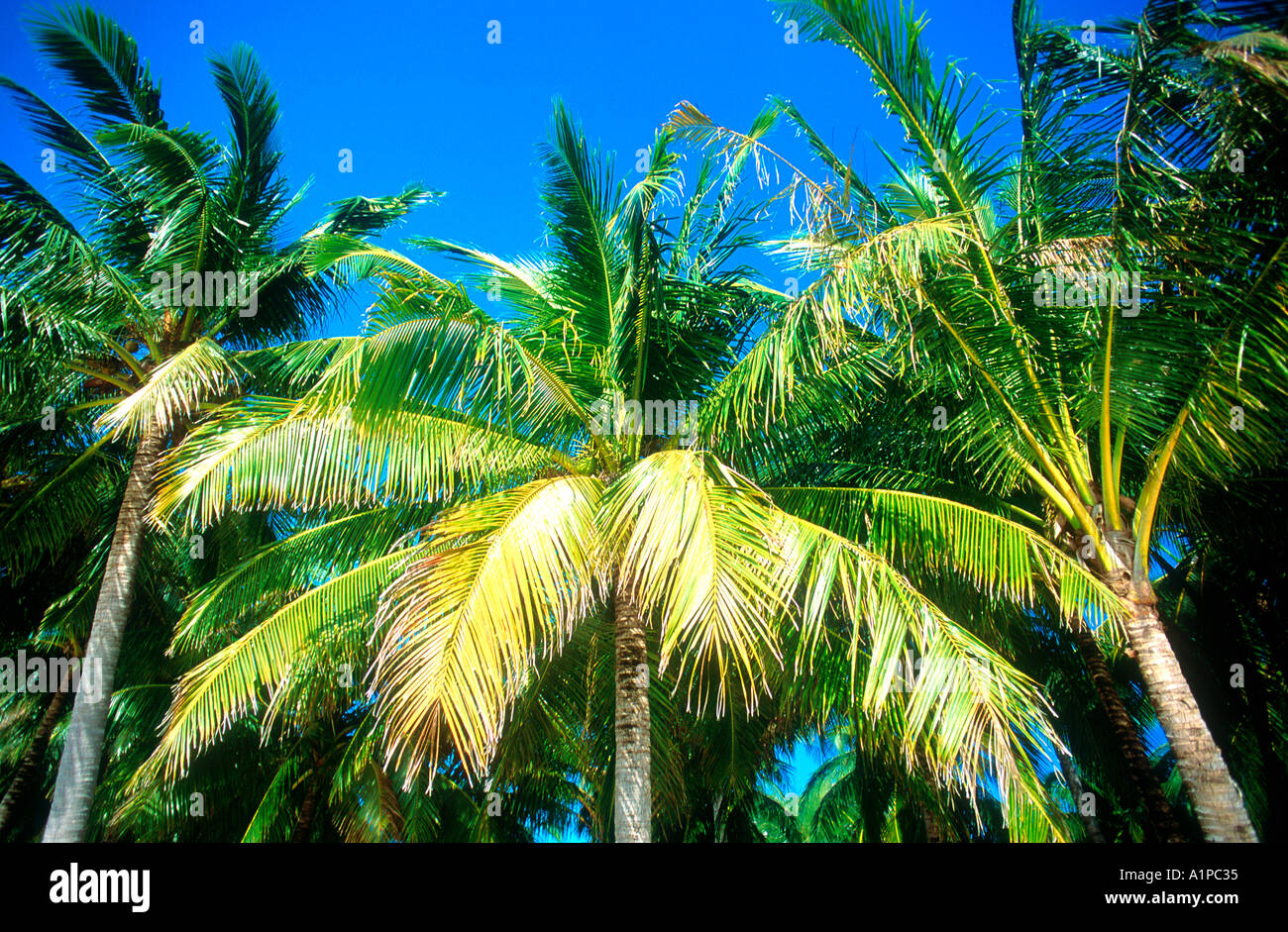 Palm trees in Thailand Stock Photo - Alamy