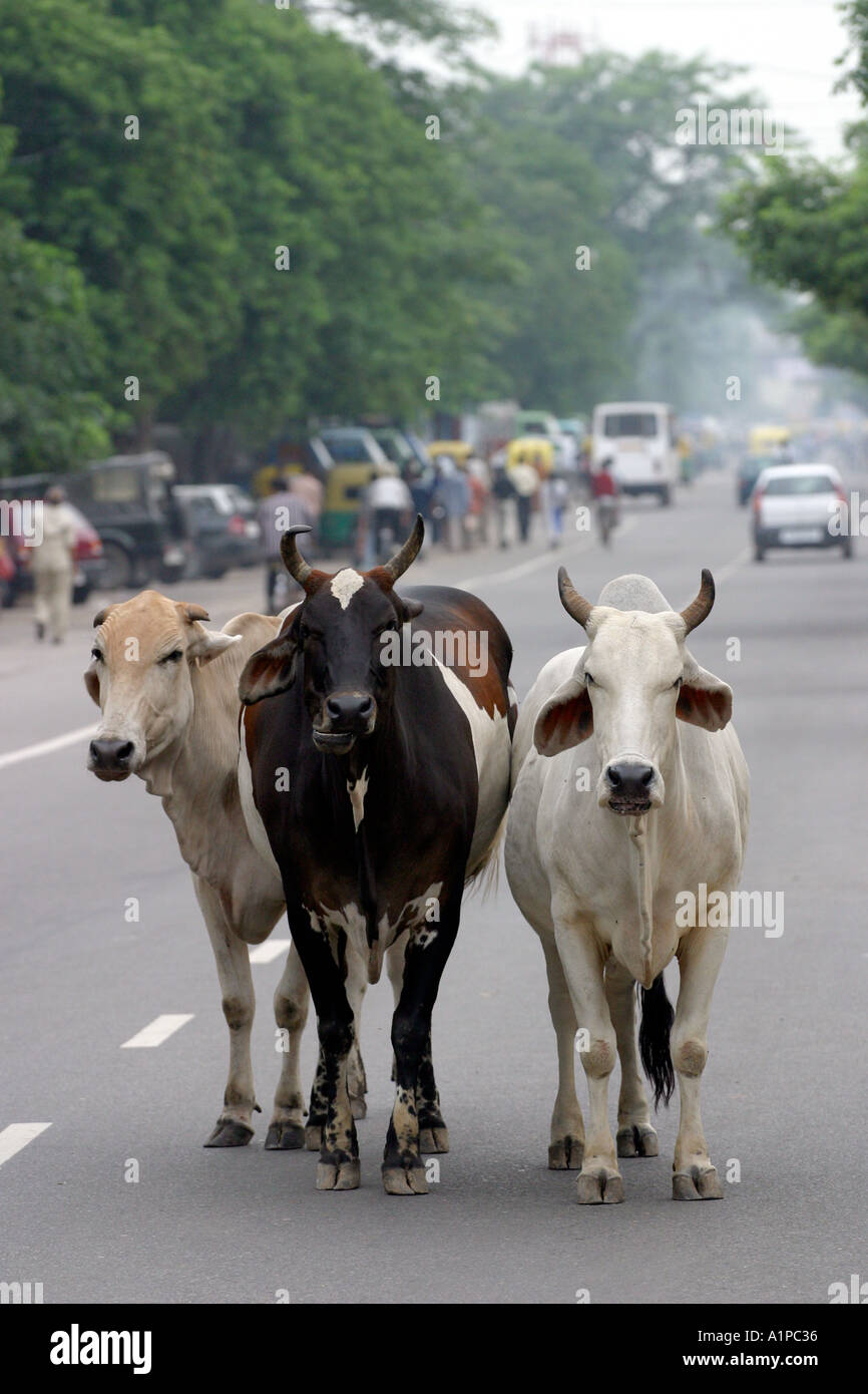 A group of cows on the street in New Delhi in India Stock Photo - Alamy