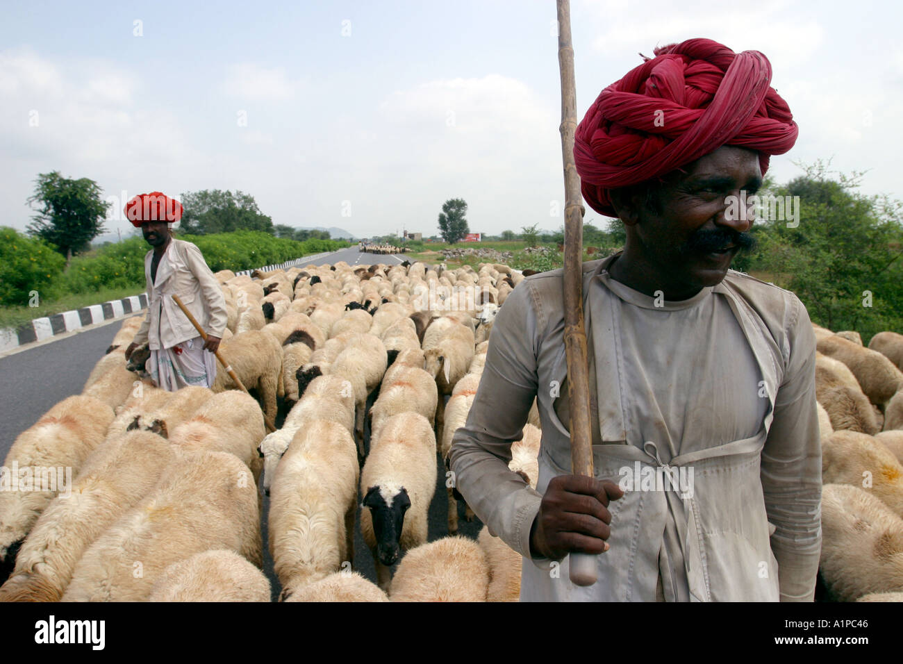 A shepherd walks with his sheep on a road in Rajasthan in India Stock ...