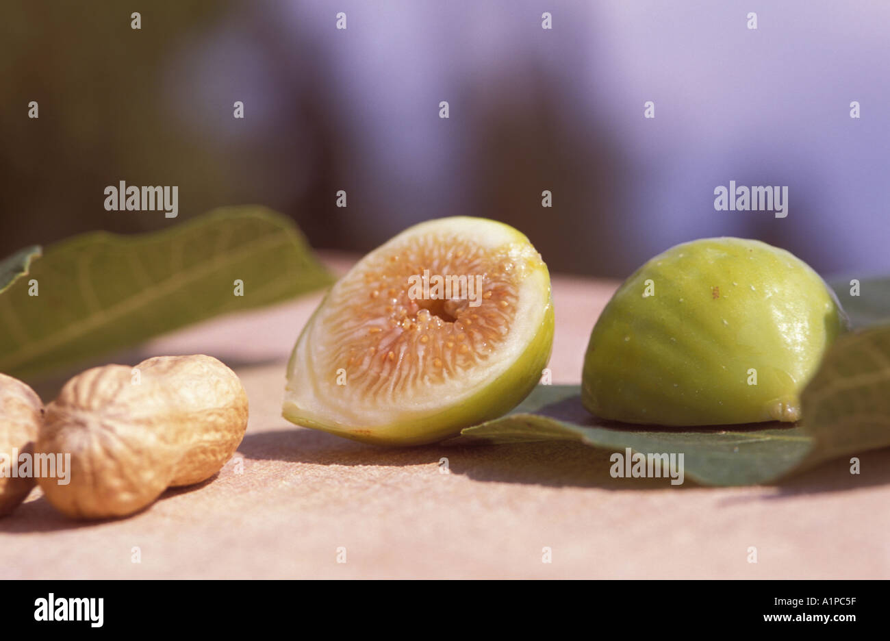 Fig leaf images hi-res stock photography and images - Alamy