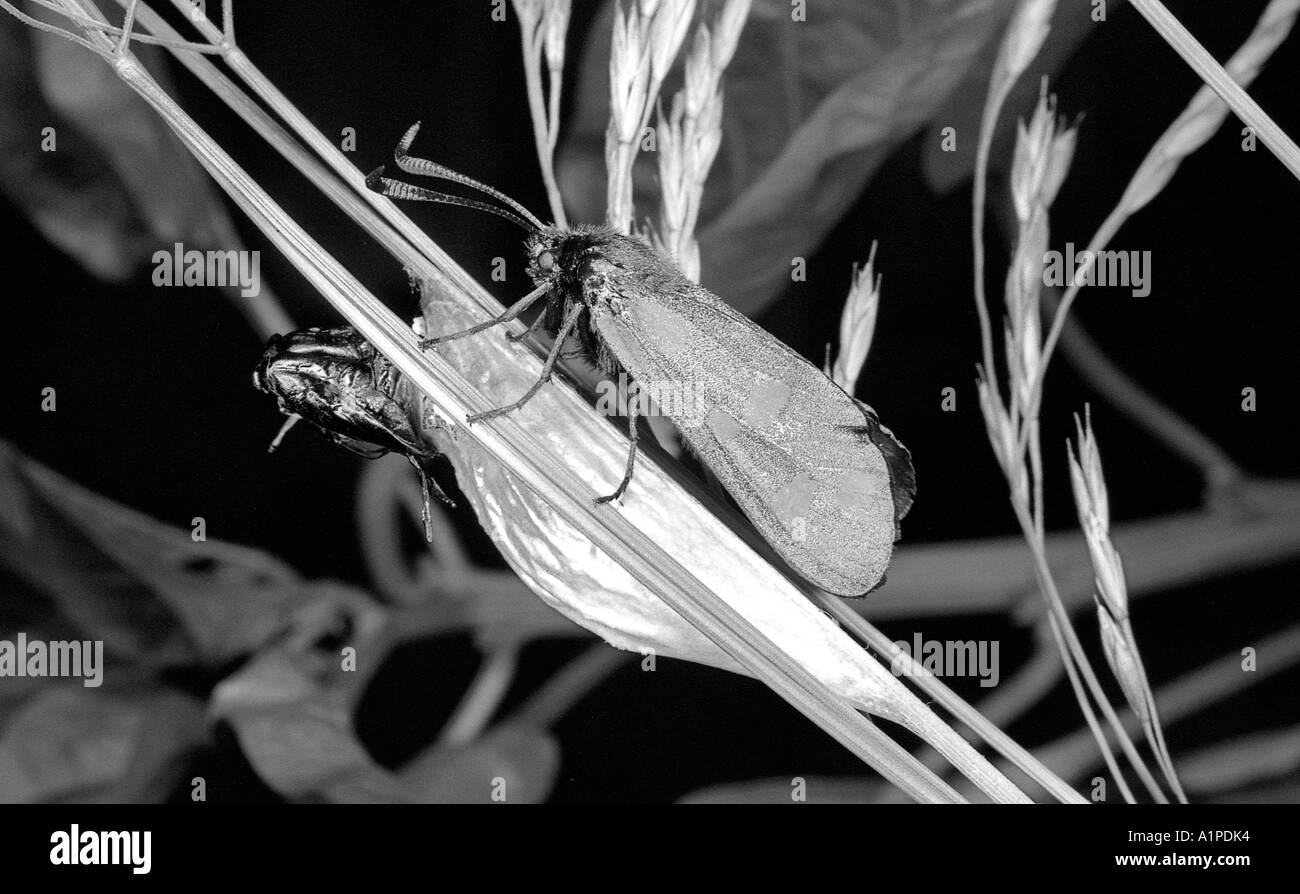 Six Spot Burnet moth just after emerging from chrysalis. Zygaena ...