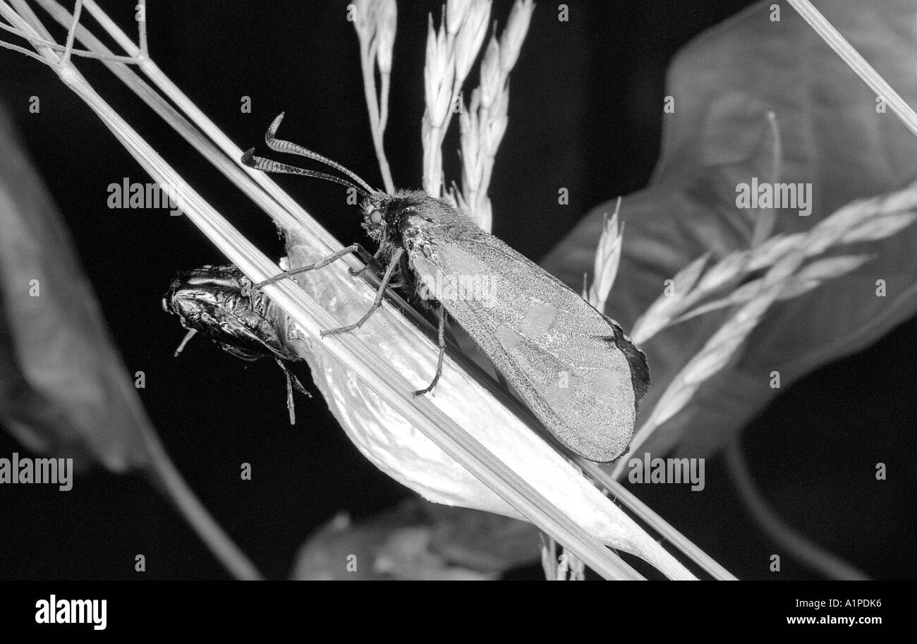Six spot burnet moth Black and White Stock Photos & Images - Alamy