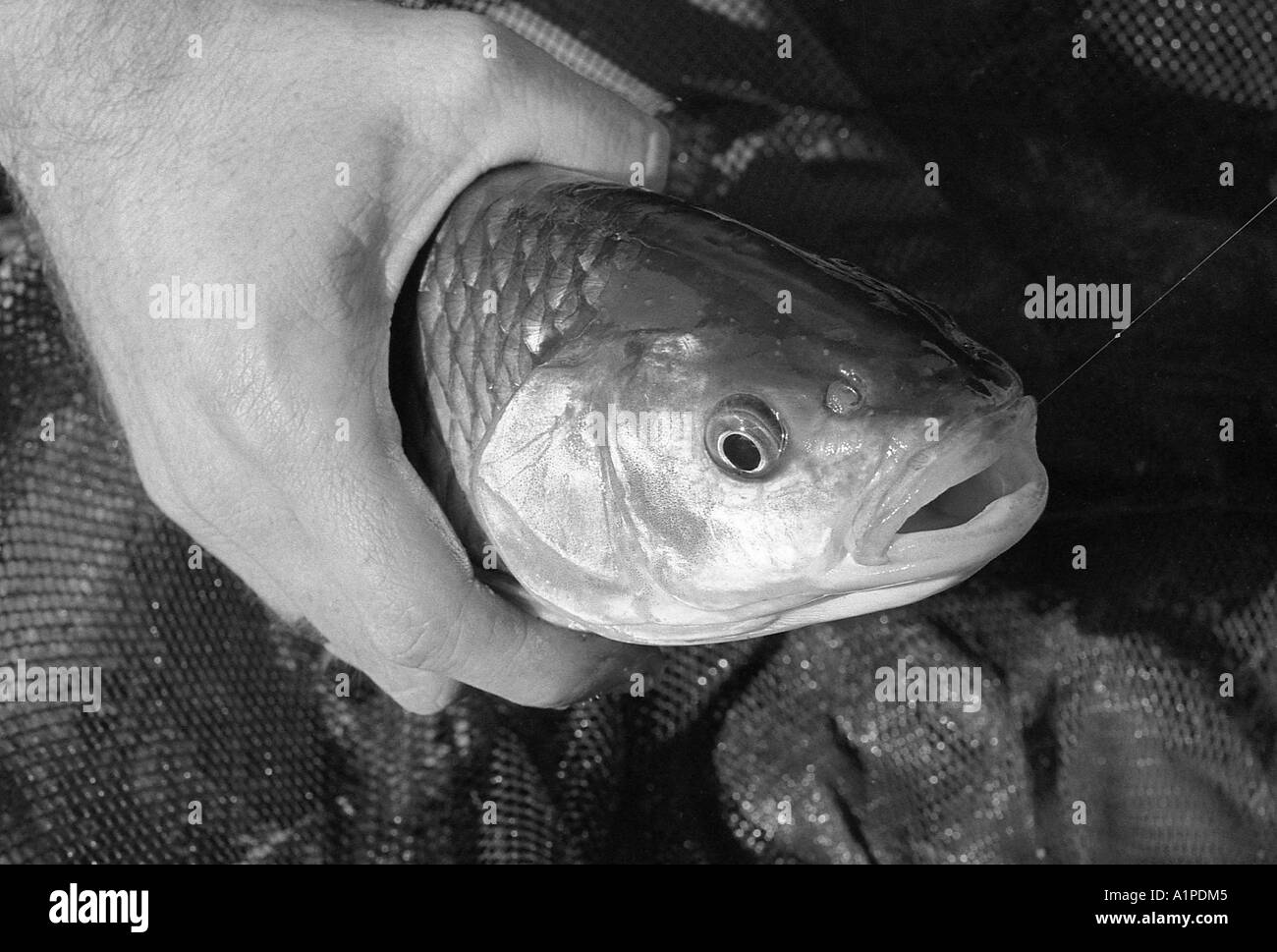 Coarse fish Black and White Stock Photos & Images - Alamy