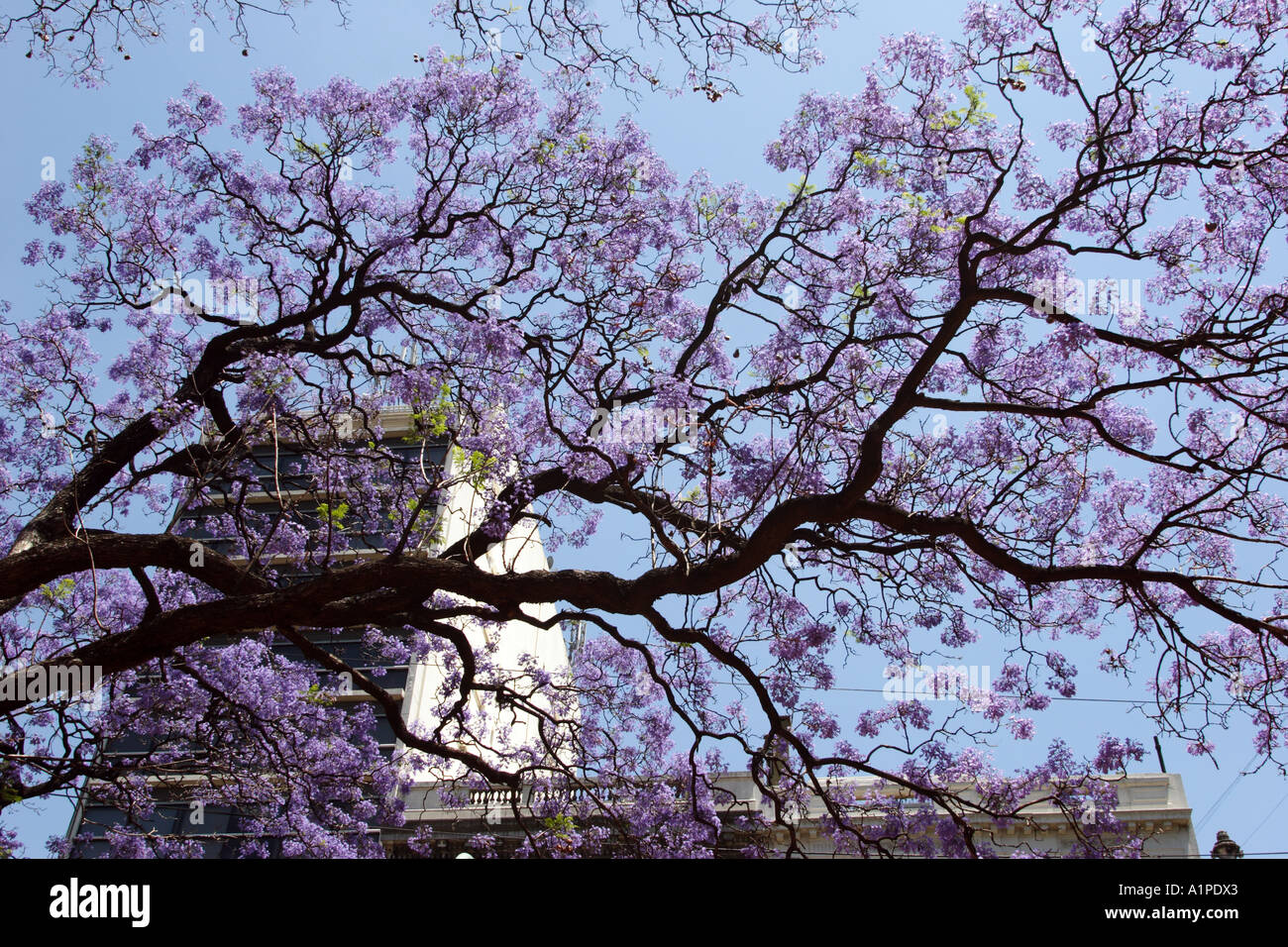 Argentina buenos aires jacarandas trees hi-res stock photography and ...