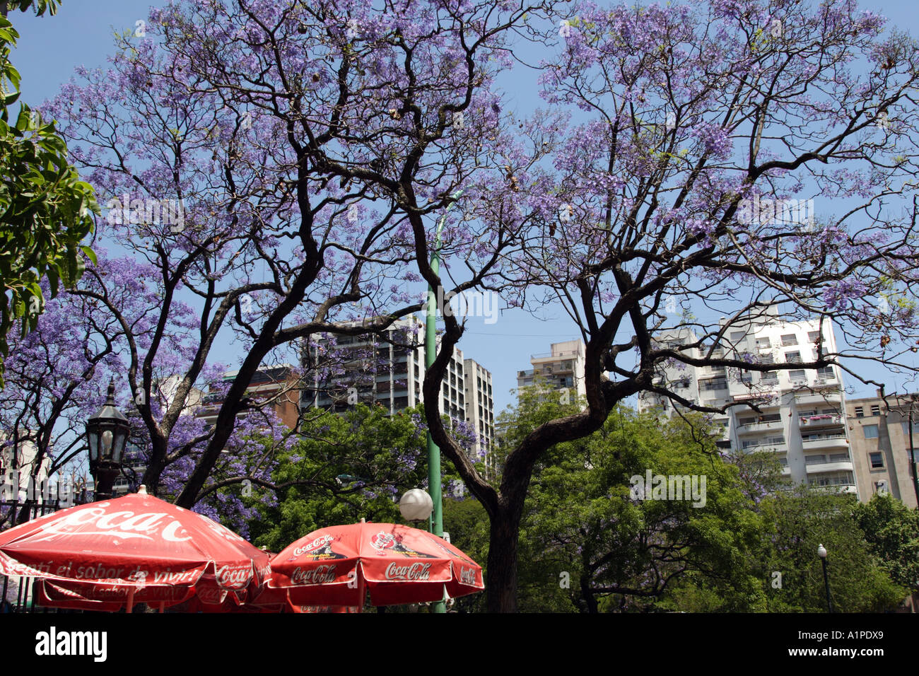 Argentina buenos aires jacarandas trees hi-res stock photography and ...