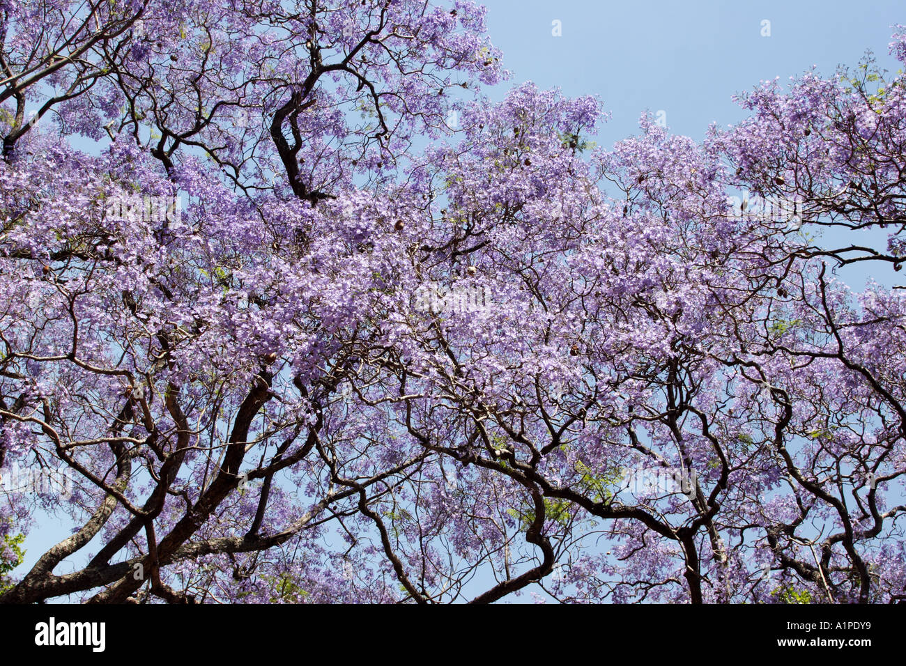 Argentina Buenos Aires Jacarandas trees are in bloom in the city parks ...