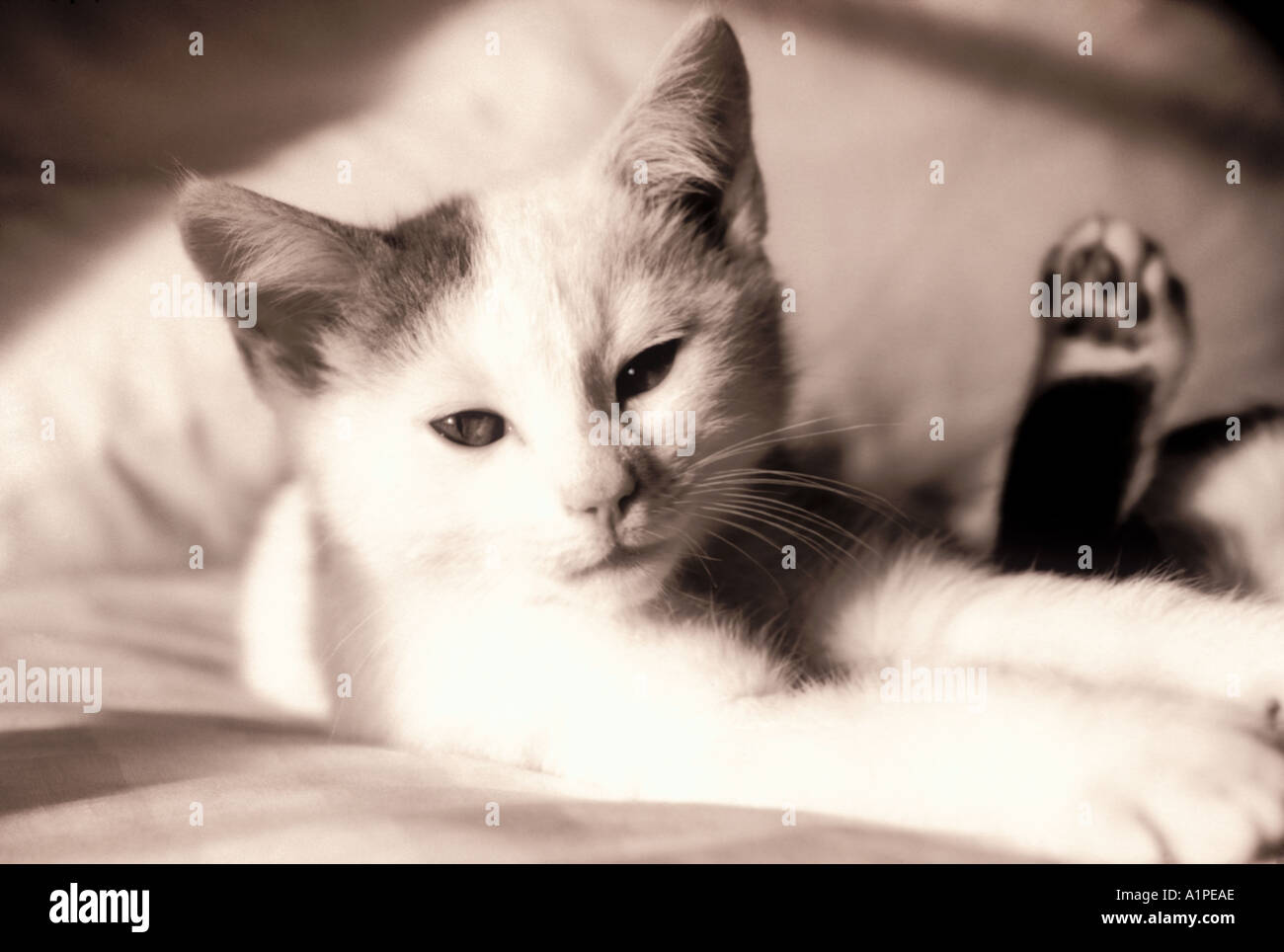 Cat sepia hi-res stock photography and images - Alamy