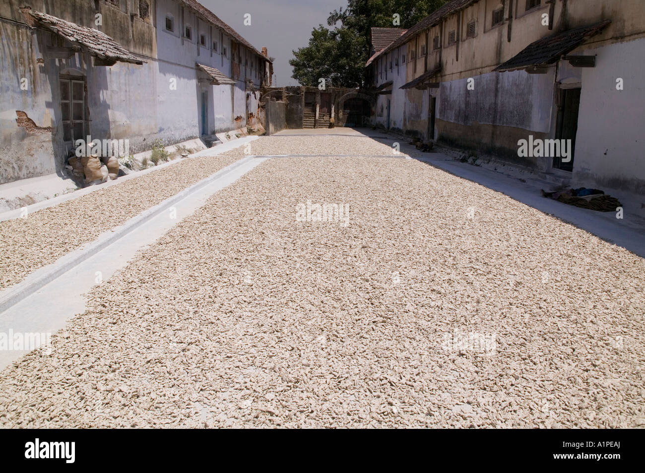 Ginger factory sunshine coast hi-res stock photography and images - Alamy