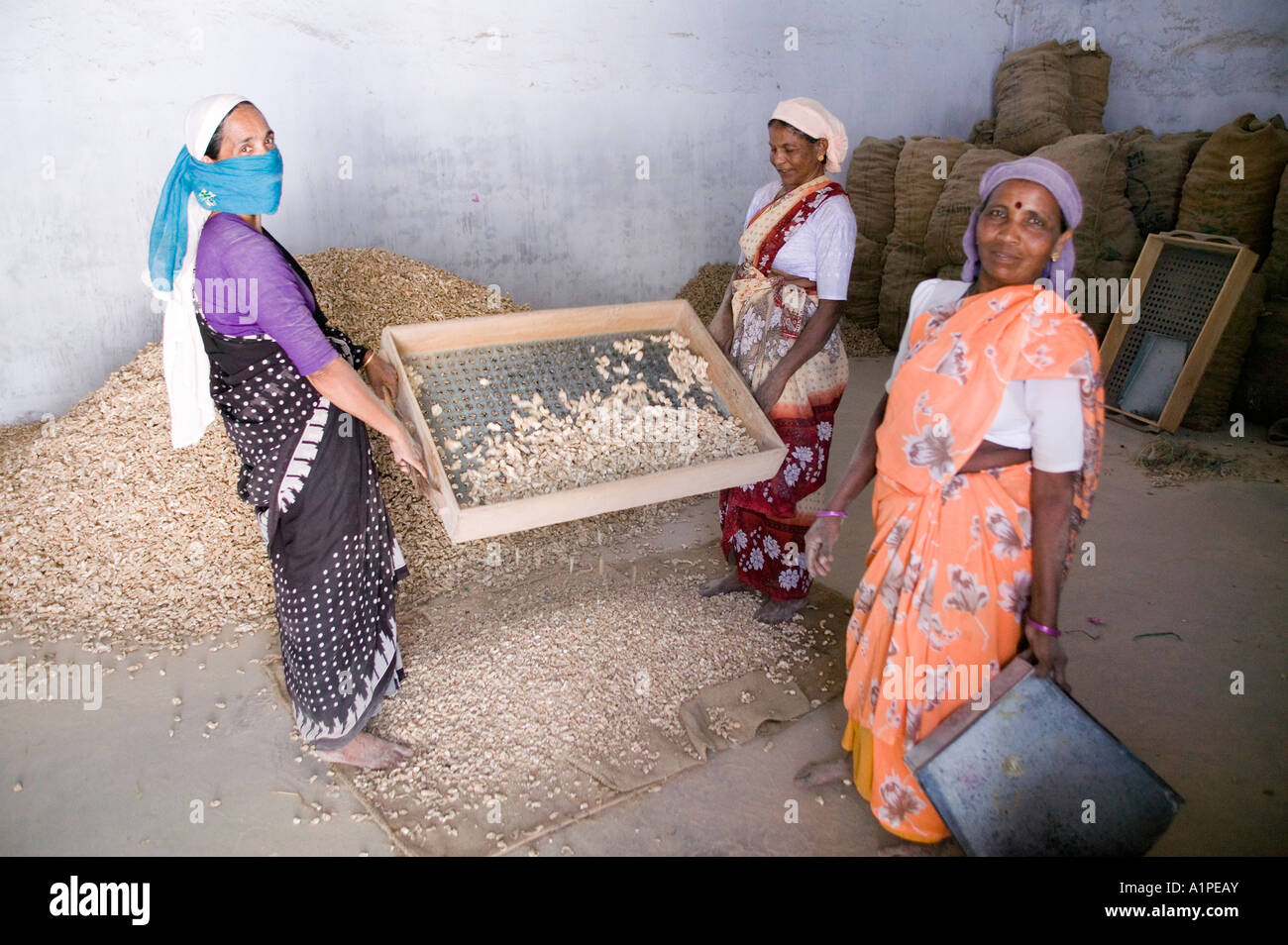 Women sifting out the smaller ginger pieces at the ginger factory in ...