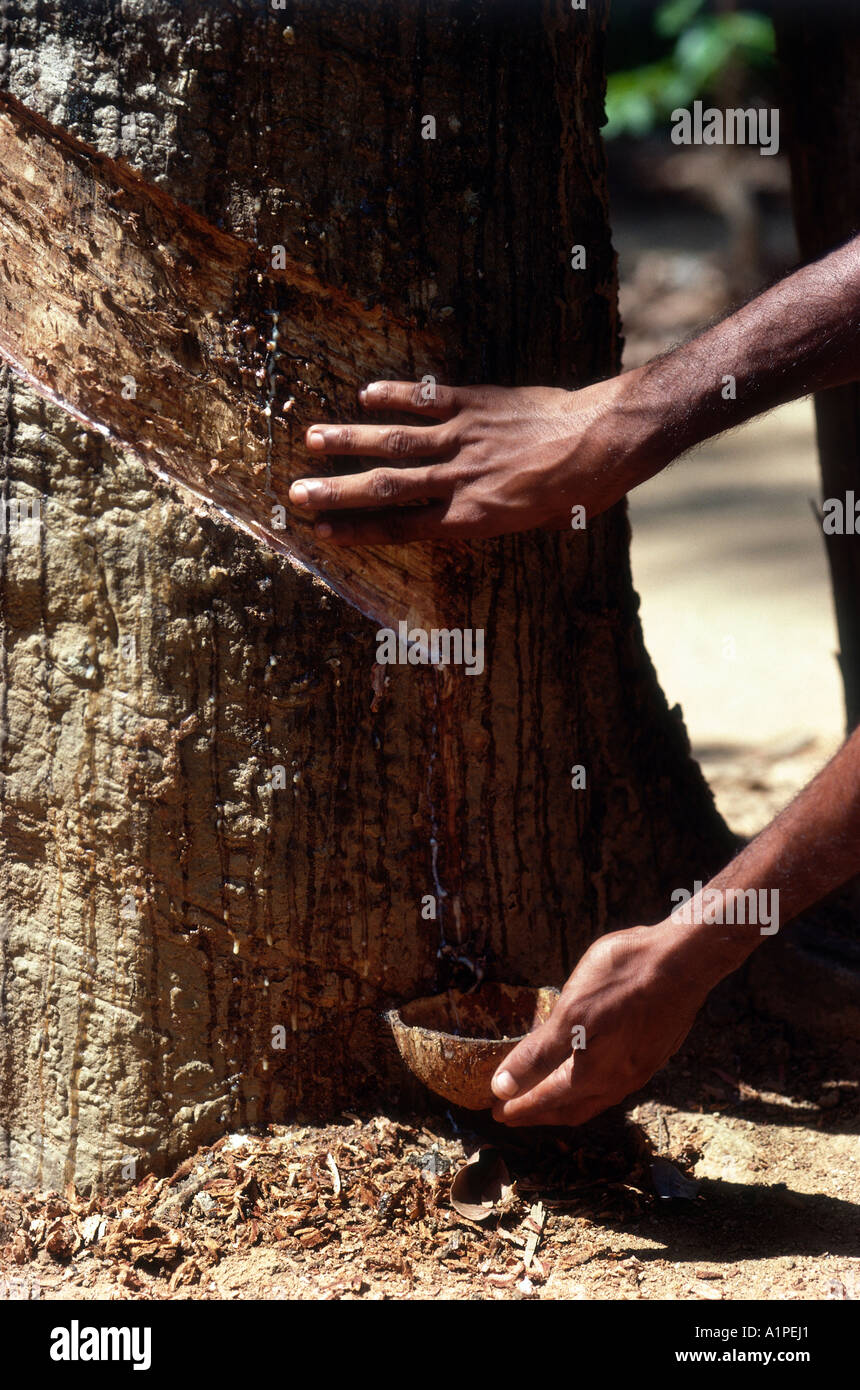 Sri Lanka, Tapping Rubber Tree Stock Photo - Alamy