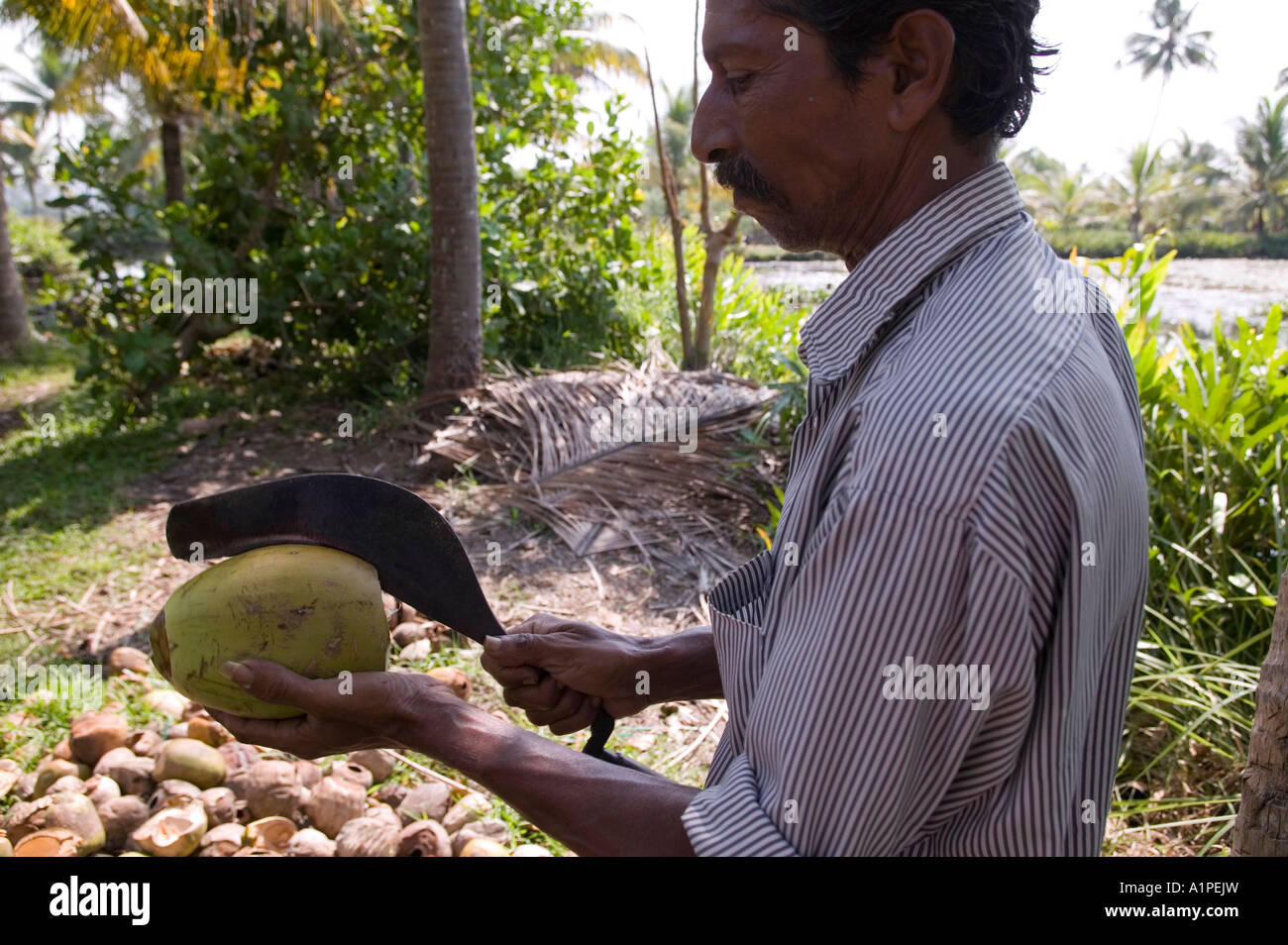 Man cuts a coconut with a small machete in Kerala India Stock Photo - Alamy