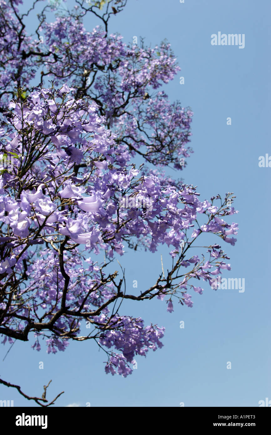 Jacaranda flower argentina hi-res stock photography and images - Alamy