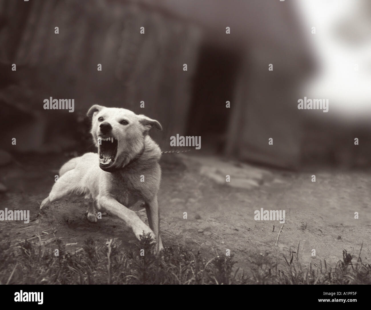 Burking hi-res stock photography and images - Alamy