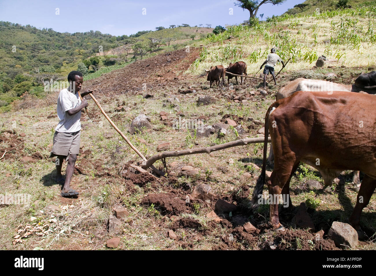 Ploughing oxen africa hi-res stock photography and images - Alamy