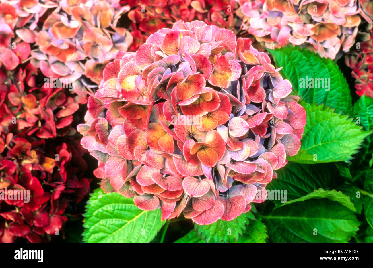 Pink Hydrangea, Azores, Portugal, Europe Stock Photo - Alamy