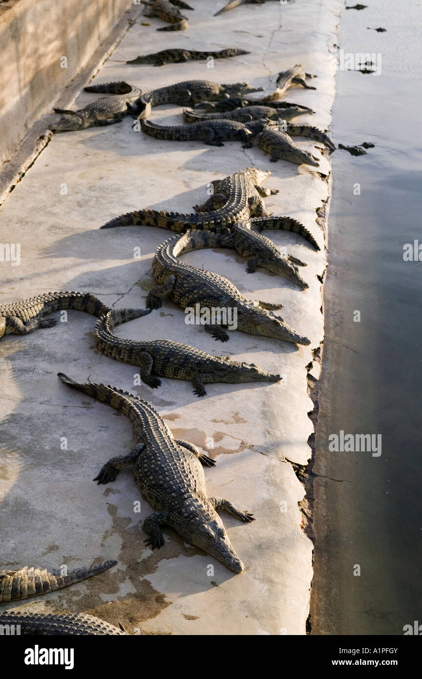 Man Eating Super Croc