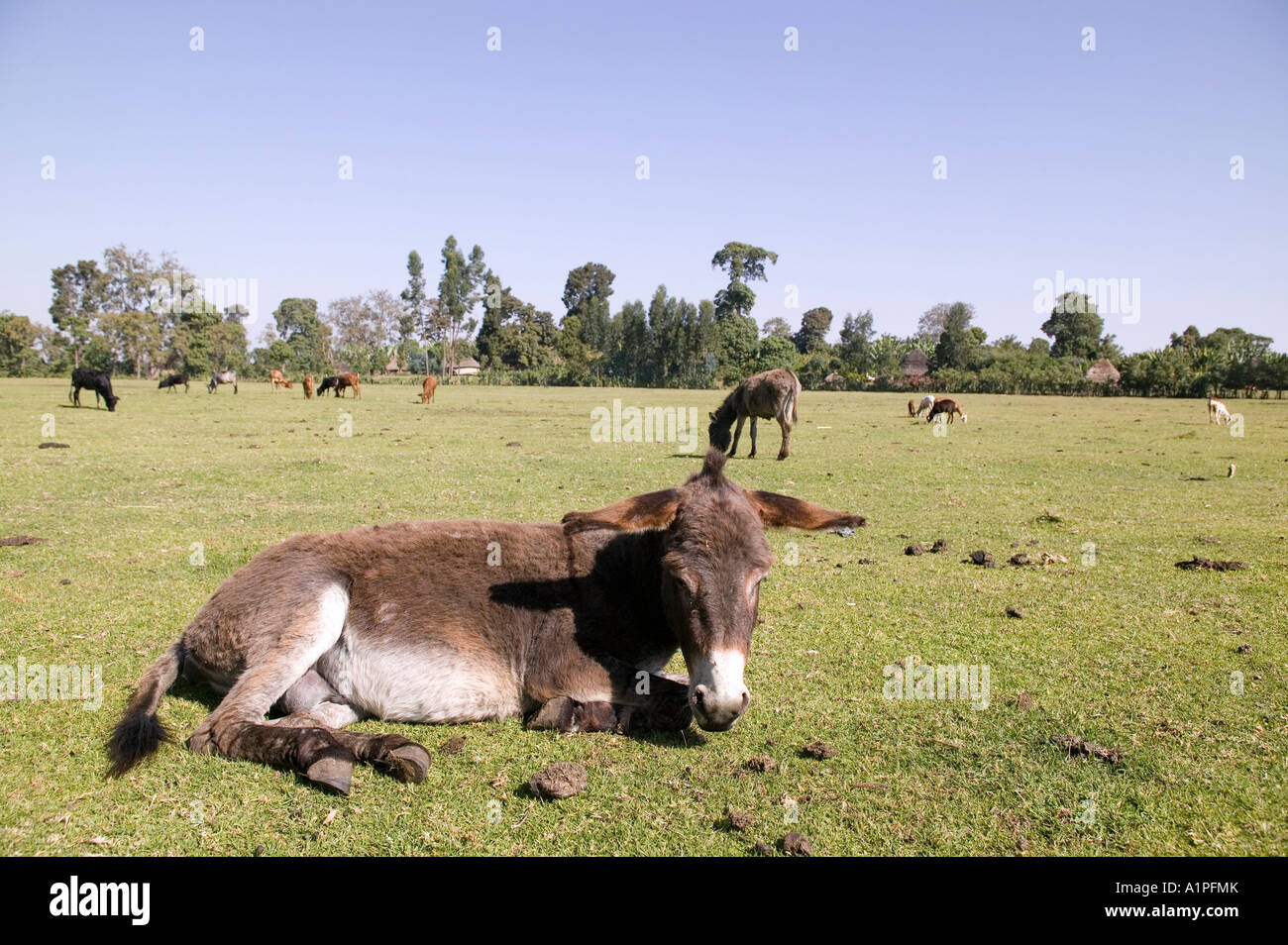 Donkey lying down hi-res stock photography and images - Alamy