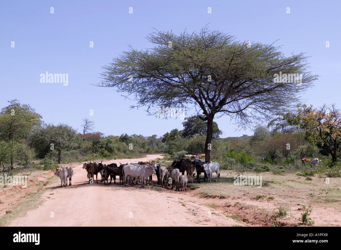 Cows gather under the shade of tree in the heat of the afternoon sun in ...