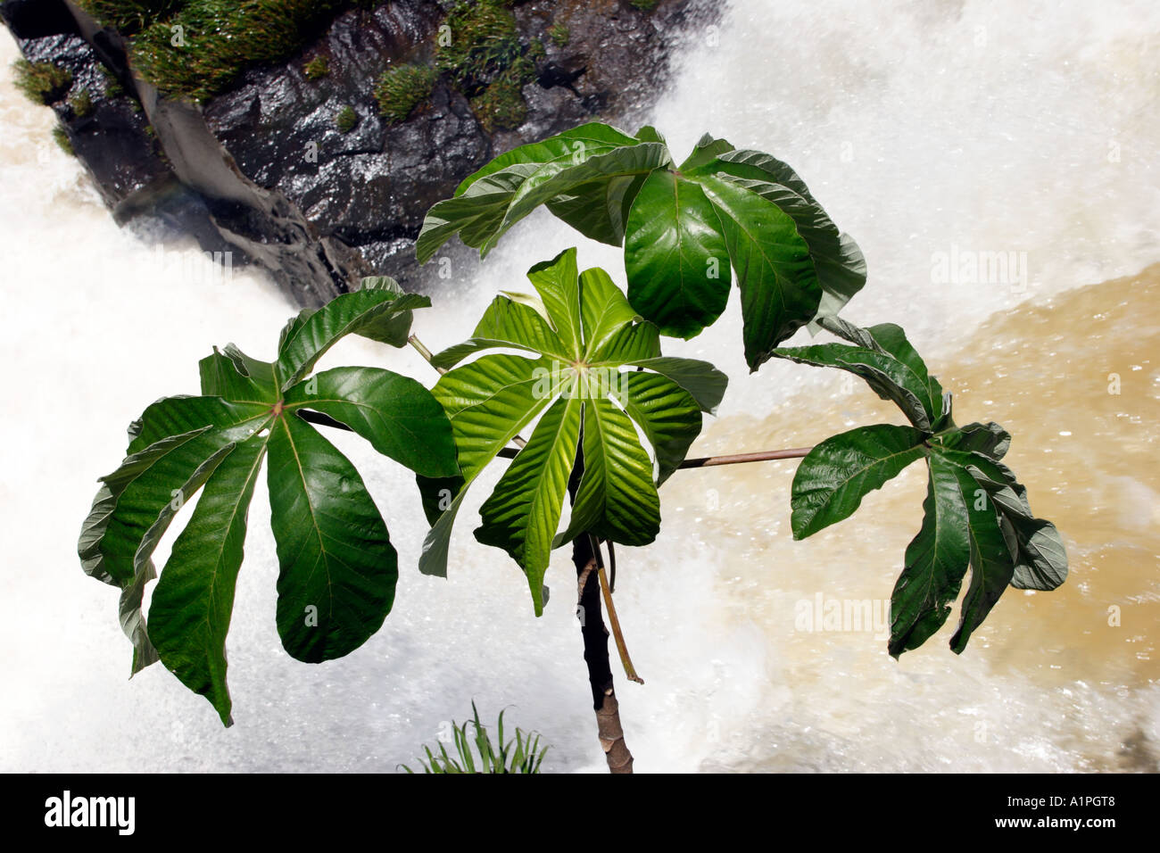Iguassu Falls tree and white water Stock Photo - Alamy